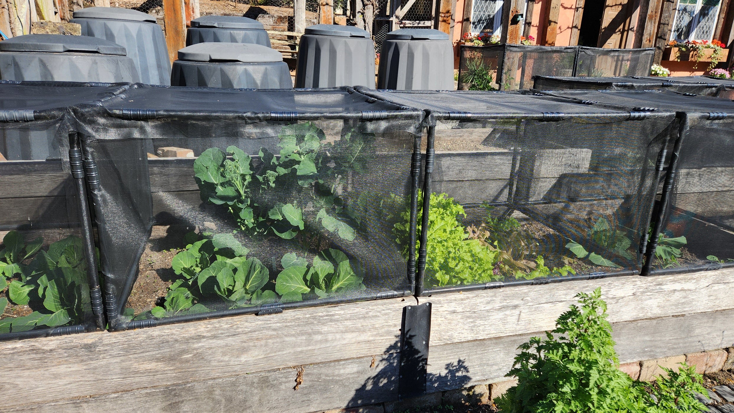 Aussie Gardener PestFree Shorty Cover - Insect protection net for ...