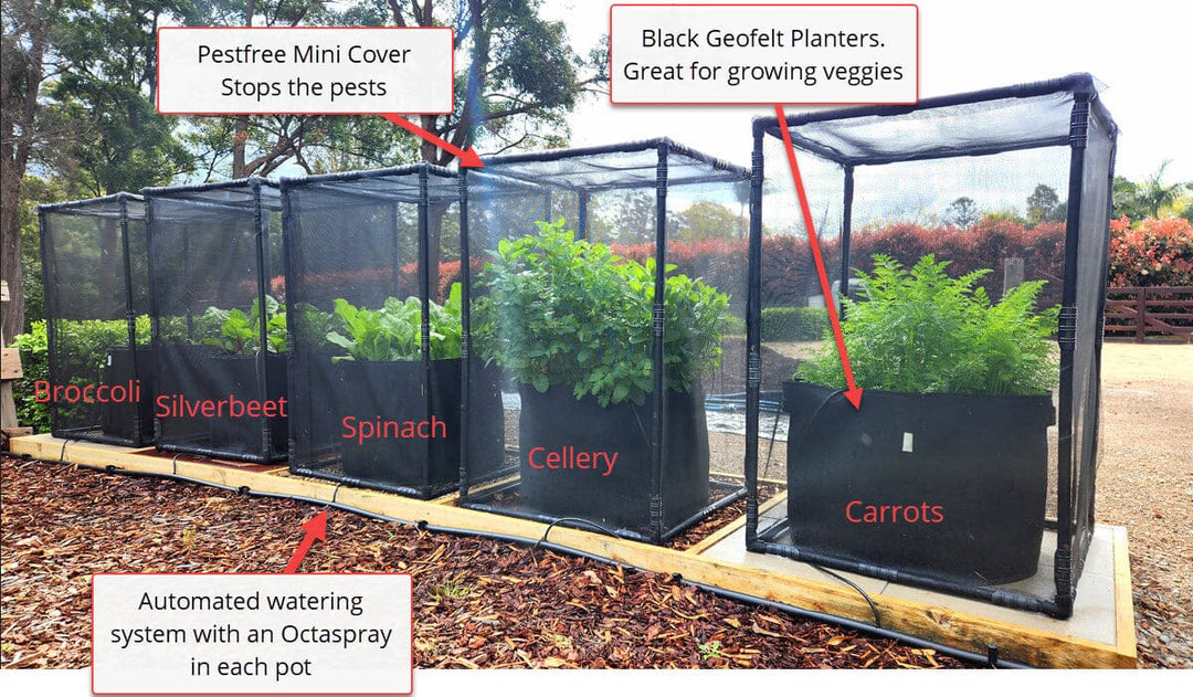 Kale – easy to grow with a few simple tricks . — Aussie Gardener